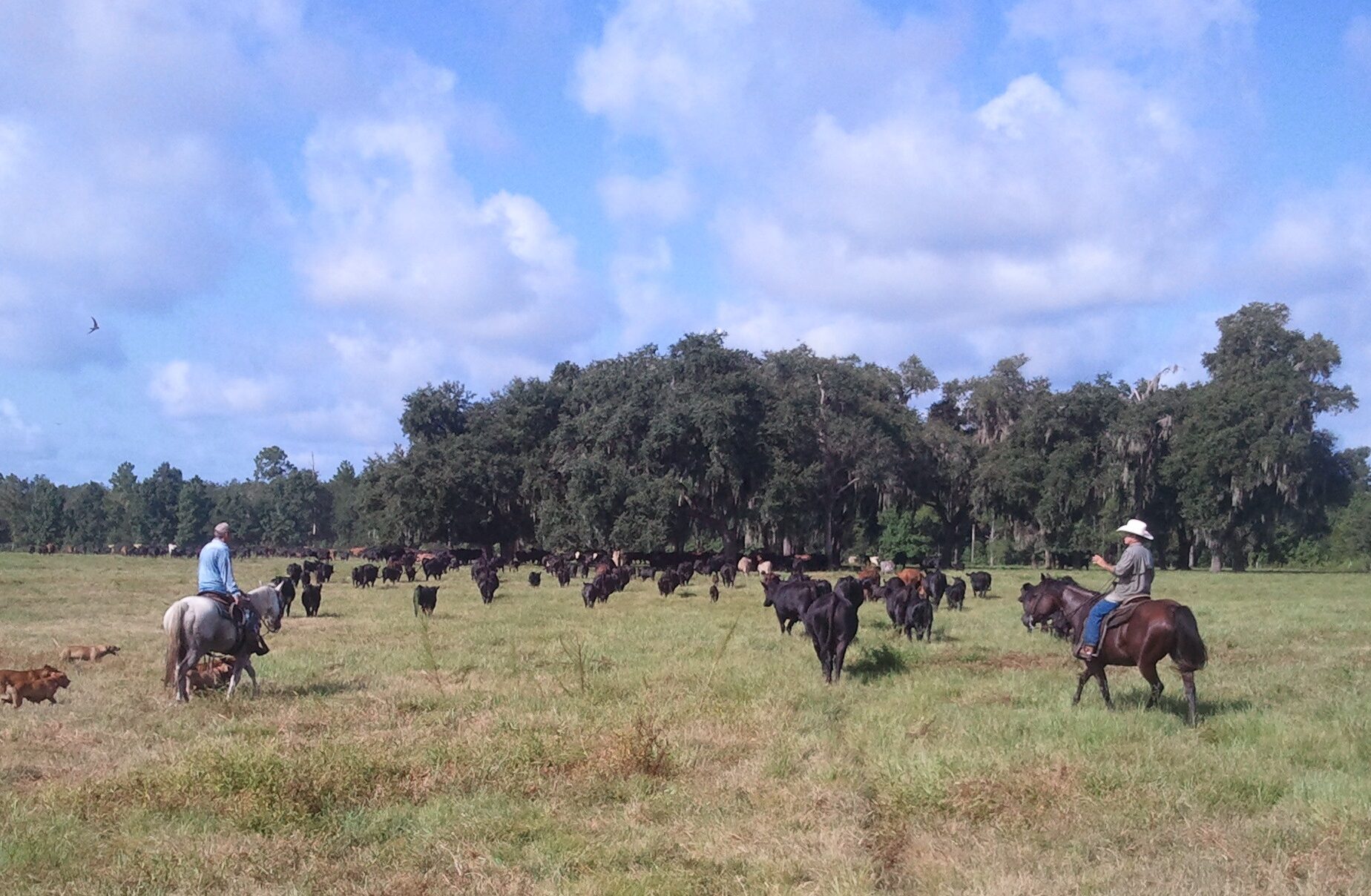 About Us | Double C Ranch